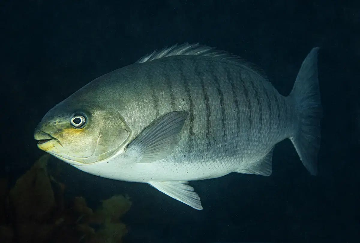 Species focus: Facts about Parore | Dive Pacific