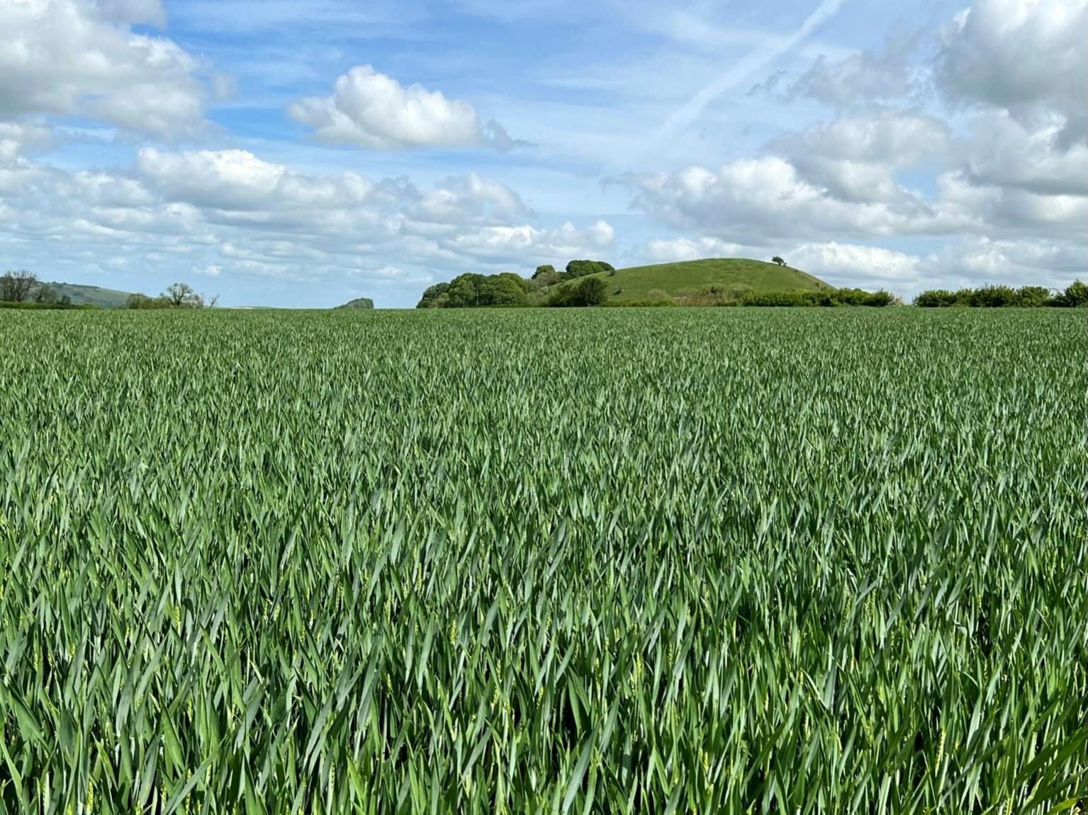 Wild With Consent | Knoll Ground